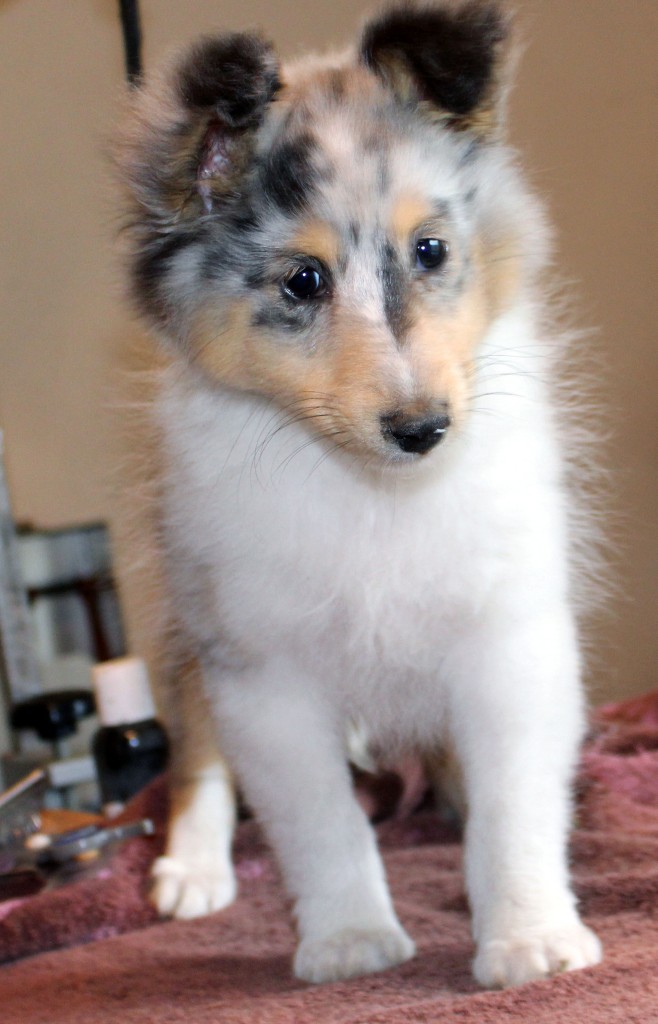 Female Blue (SOLD) - All Star Shelties