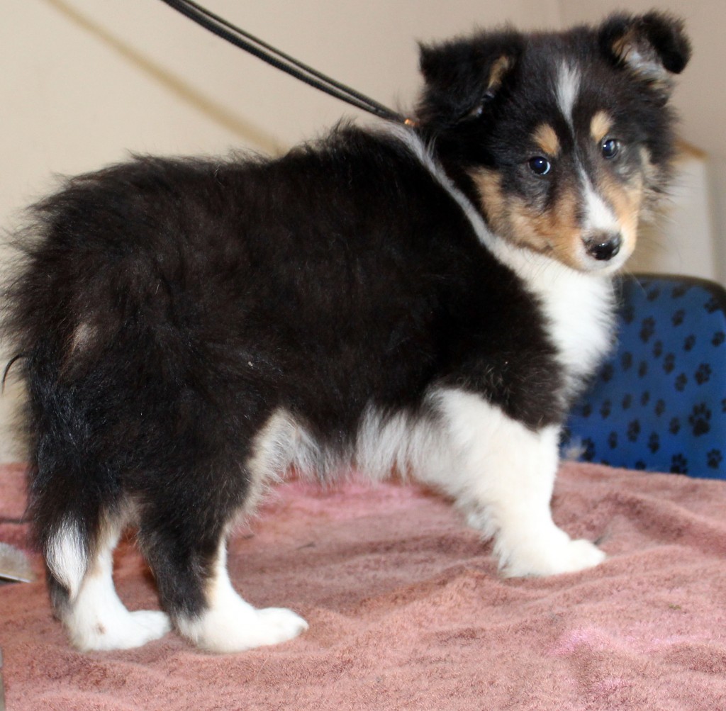 Tri Male (SOLD) - All Star Shelties