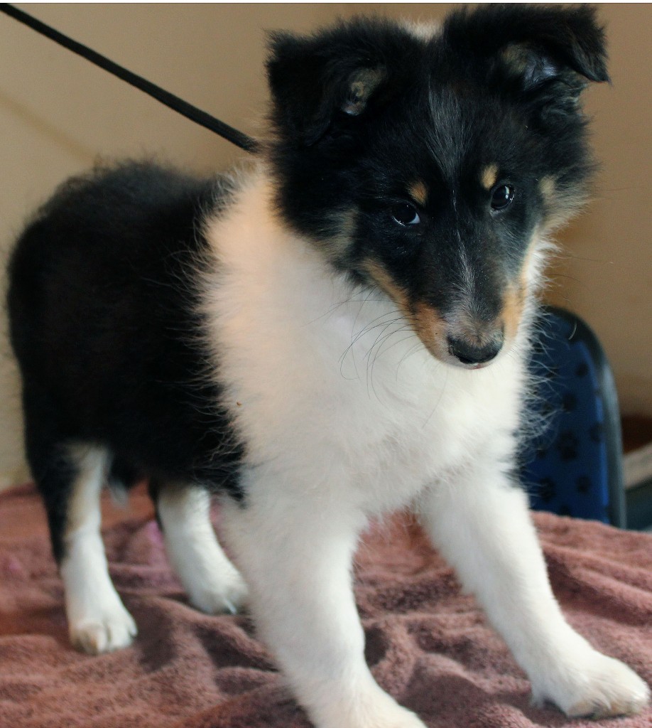 Tri Female (SOLD) - All Star Shelties