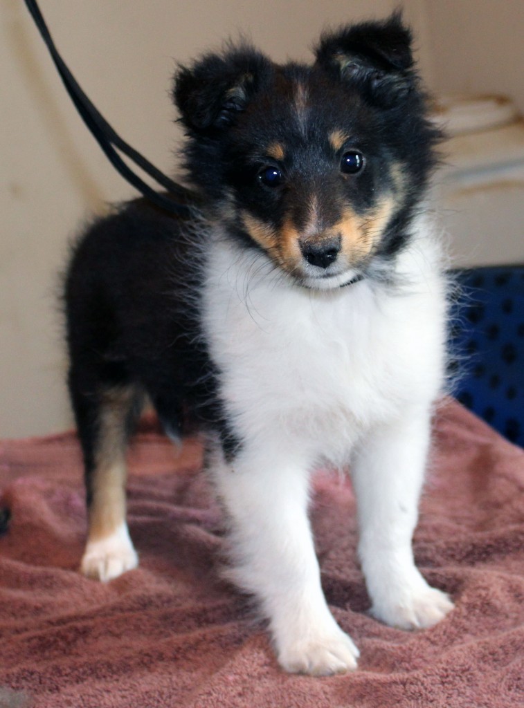 Tri Female (SOLD) - All Star Shelties