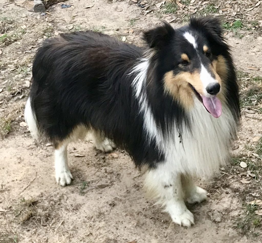 Tri Male (SOLD) - All Star Shelties