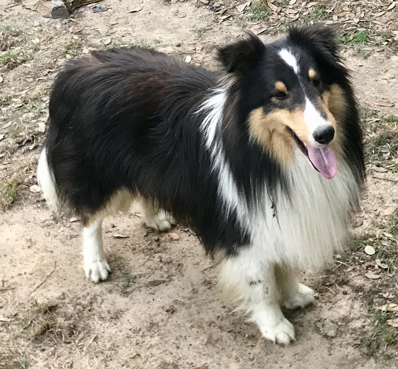 Tri Male (SOLD) - All Star Shelties