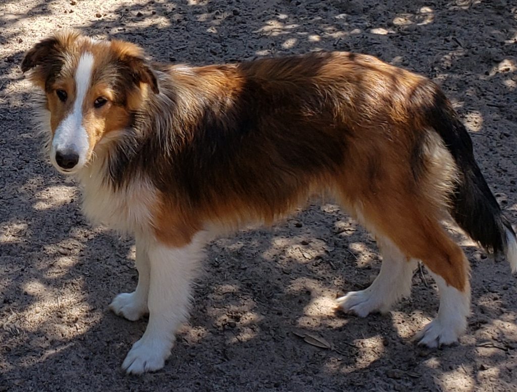 Beautiful Female (SOLD) - All Star Shelties