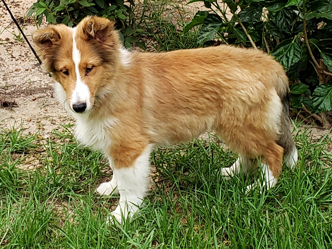 Tri Male Sheltie - All Star Shelties