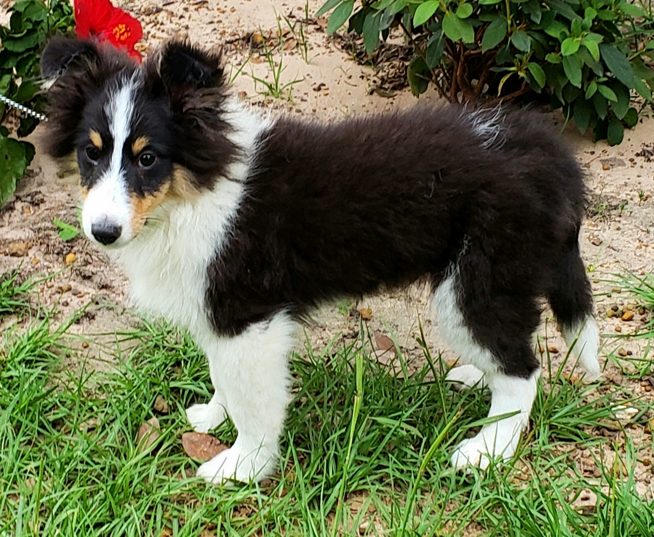 Tri Male Sheltie - All Star Shelties