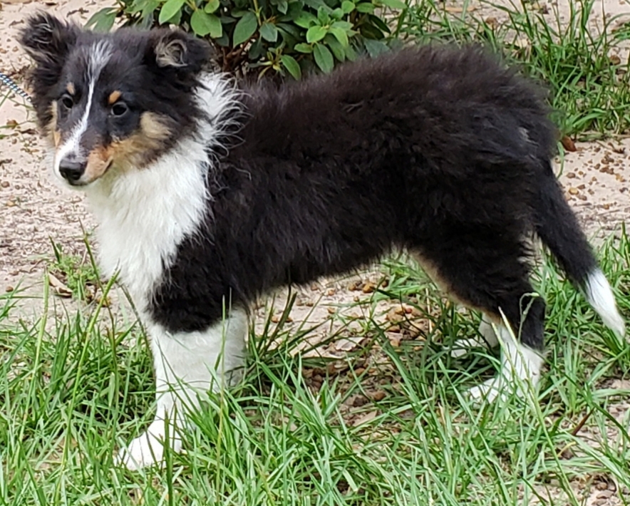 Tri Male Sheltie - All Star Shelties