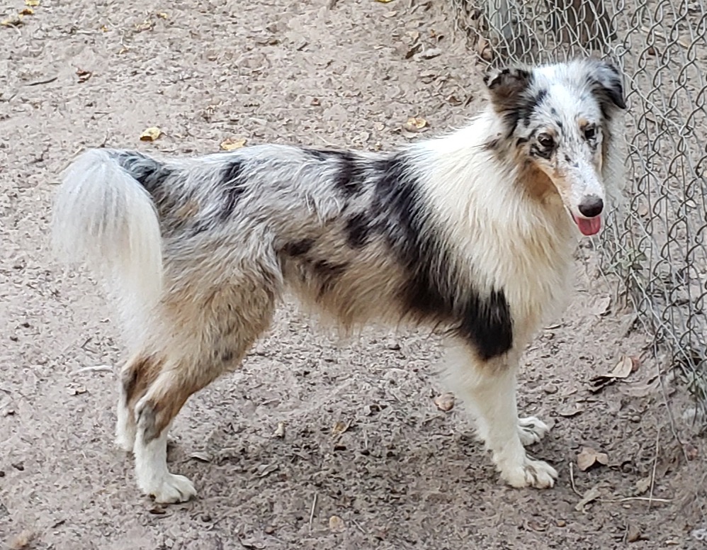 AKC Registered Sheltie Puppies For Sale in Texas | All Star Shelties